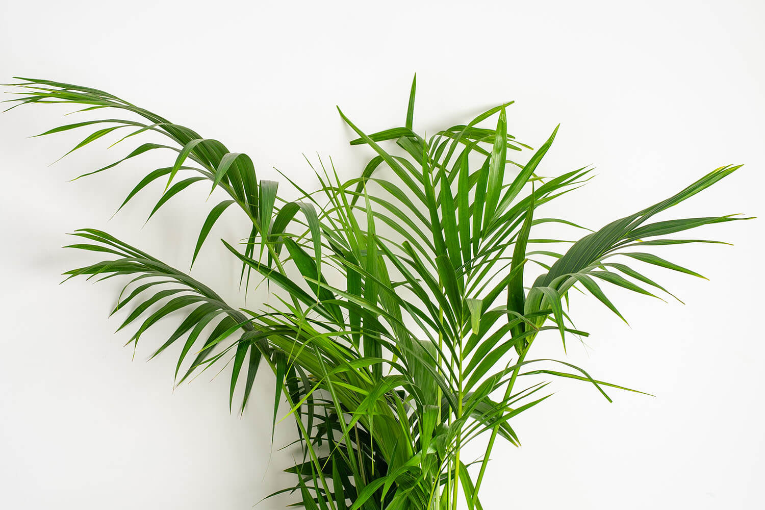 Kentia Palm Care Guide Blog Prickle Plants UK Kentia Palm Care Guide Blog Prickle Plants UK