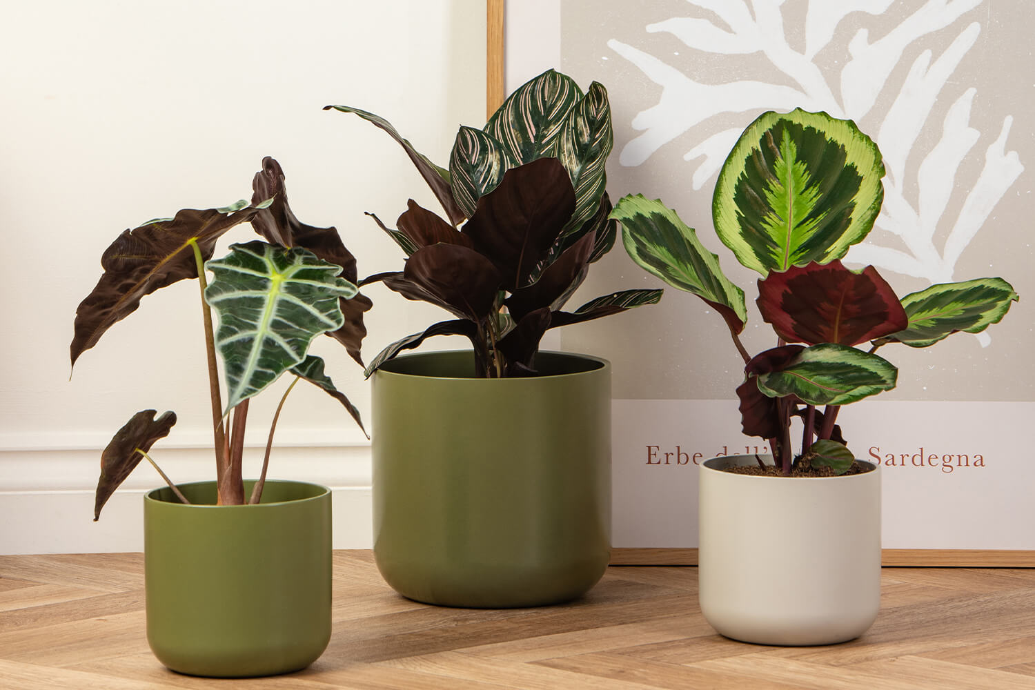 The Top Guide to Propagating House Plants | Prickle Plants