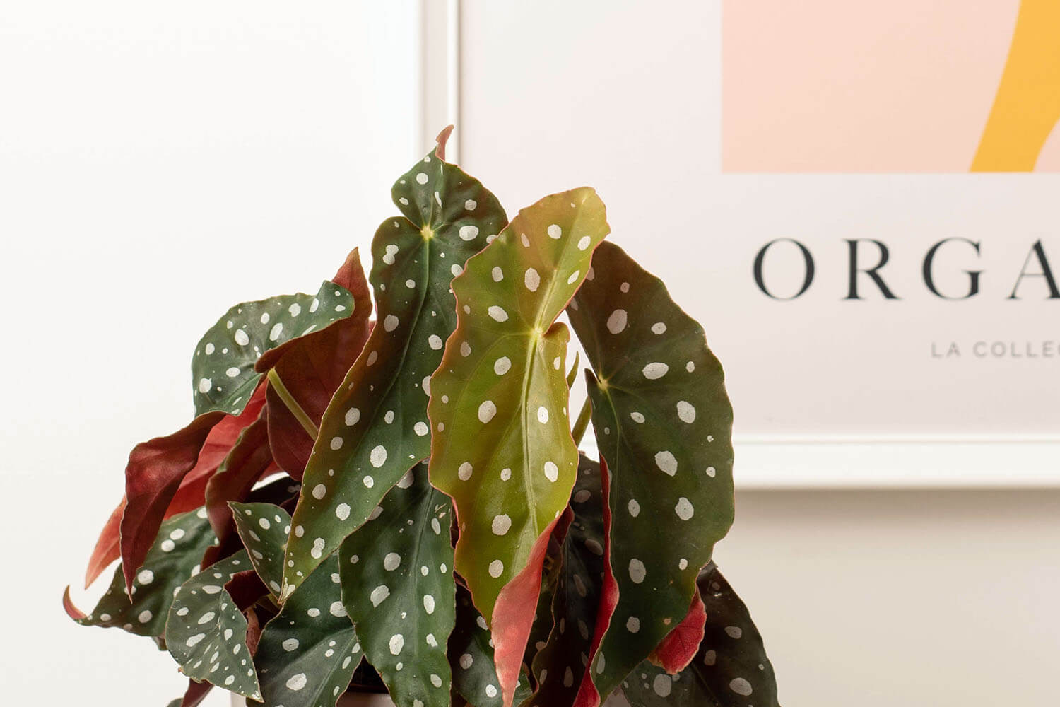 A guide to the Polka Dot Plant | Prickle Plants
