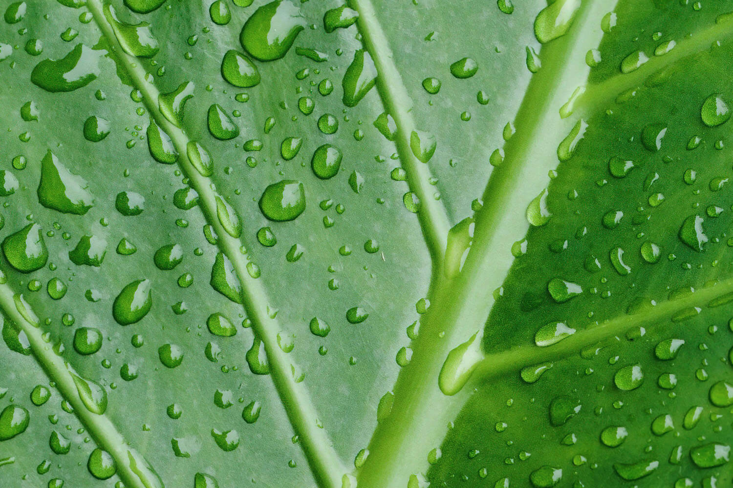 Prickle Guide to How Much Water Your Plants Need | Prickle Plants UK