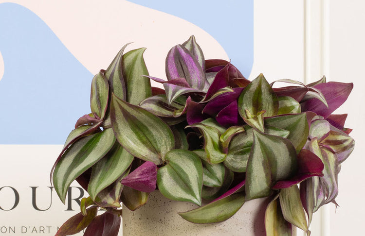 Inch Plant Cre – Prickle