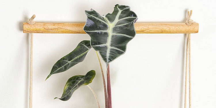 Rare Lil' Pricks | Indoor Plants | Prickle Plants