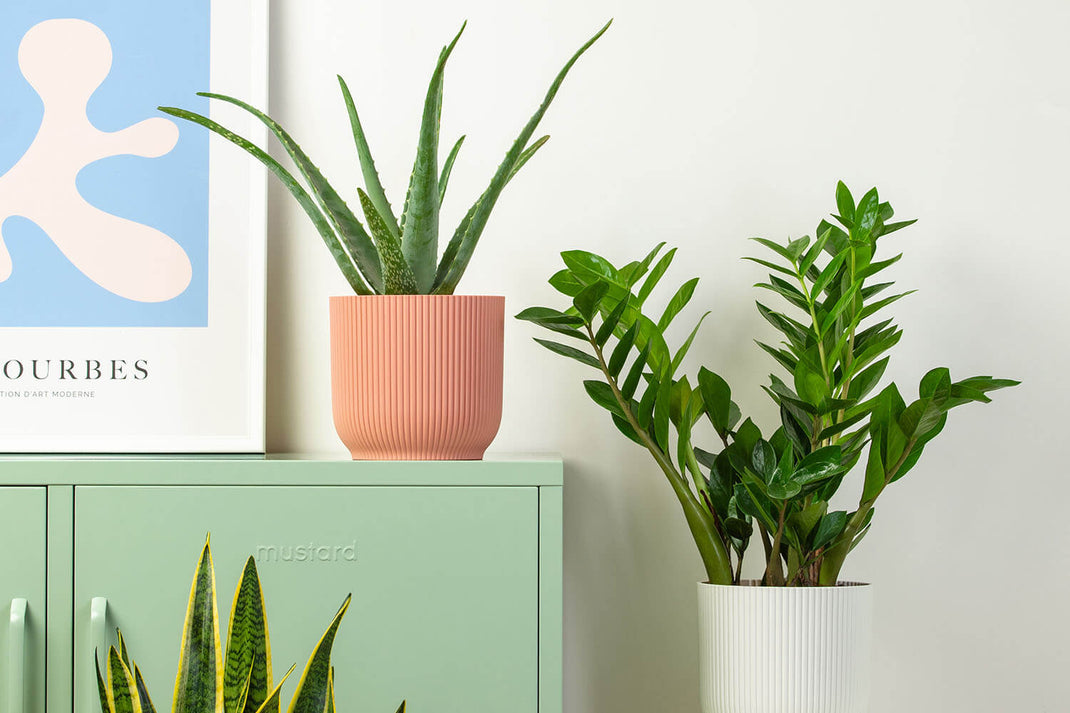 Indoor Plant Bundles | House Plants | Prickle Plants UK