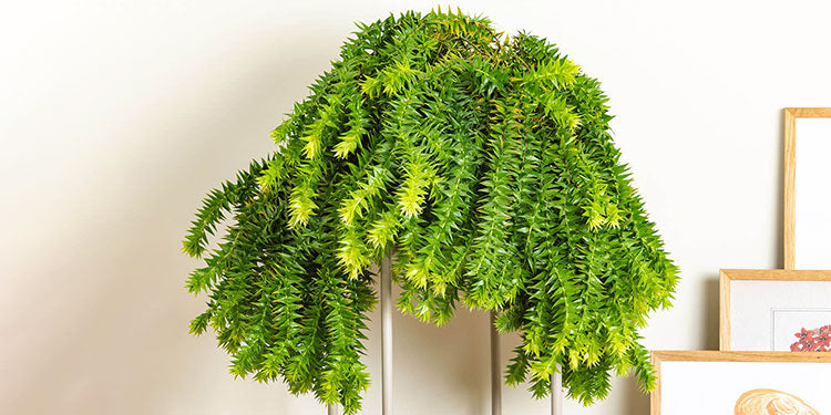 Statement House Plants | Indoor Plants | Prickle Plants