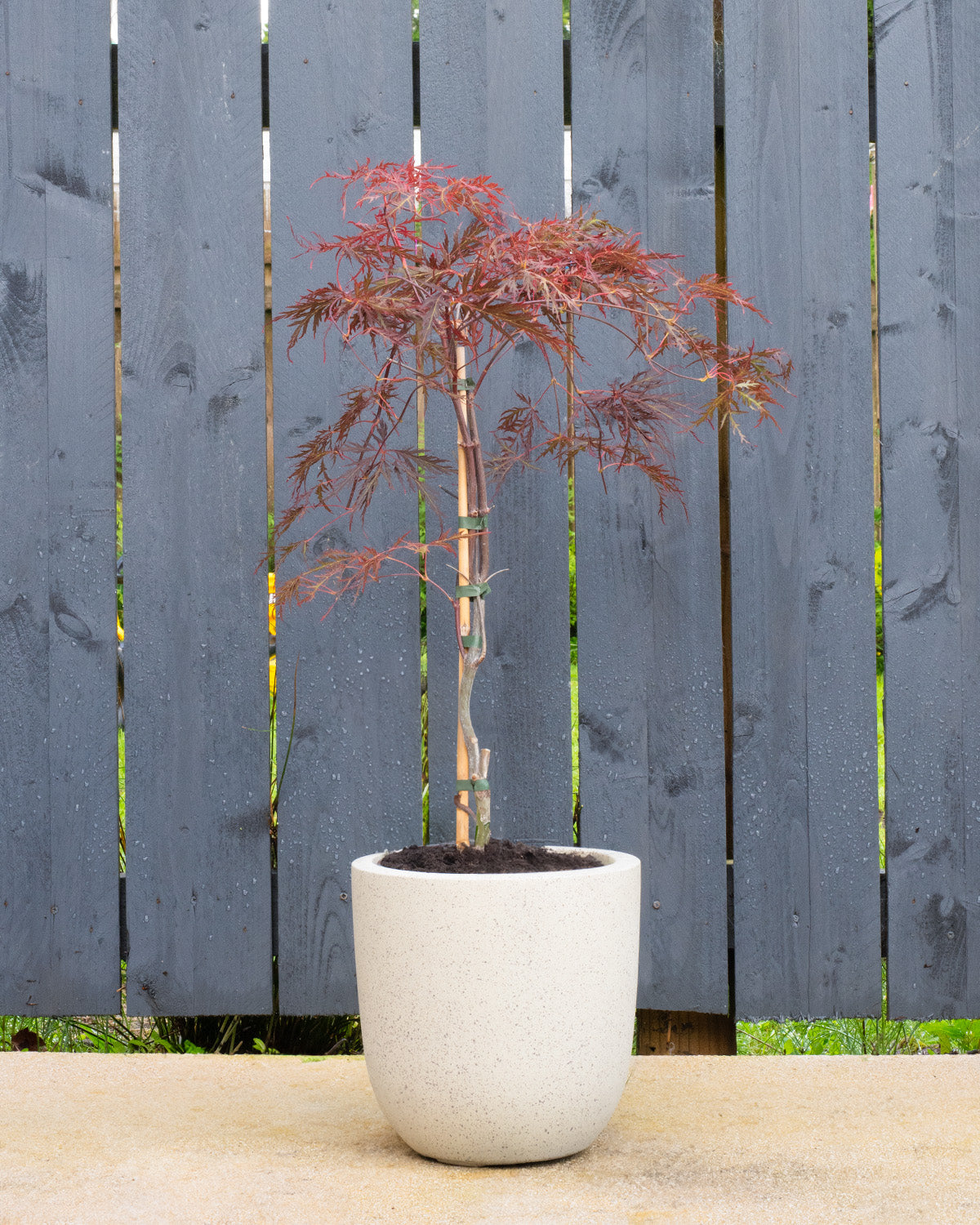 Purple Maple Patio Tree | Outdoor Plants | Prickle Plants