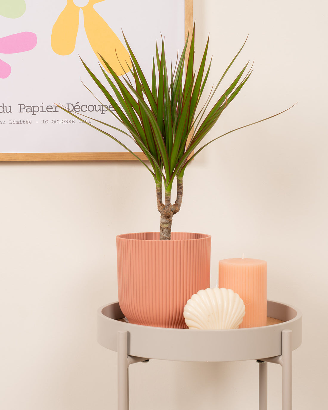 Dragon Tree | Dracaena Marginata | Prickle Plants