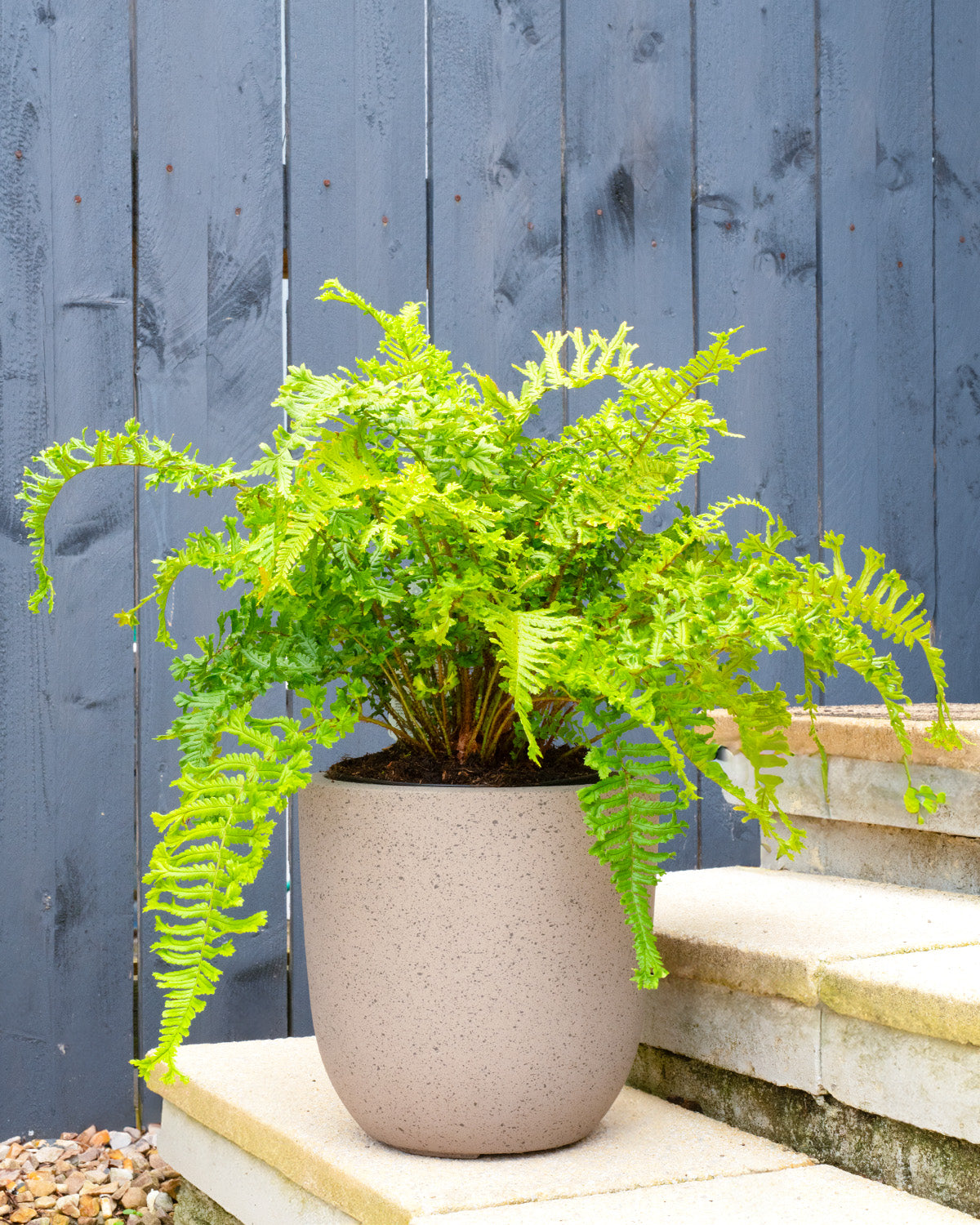Crested King Fern - Dryopteris Cristata the King | Prickle Plants