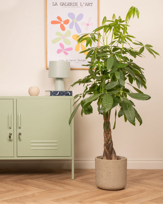 Money Tree | Pachira Aquatica | Prickle Plants