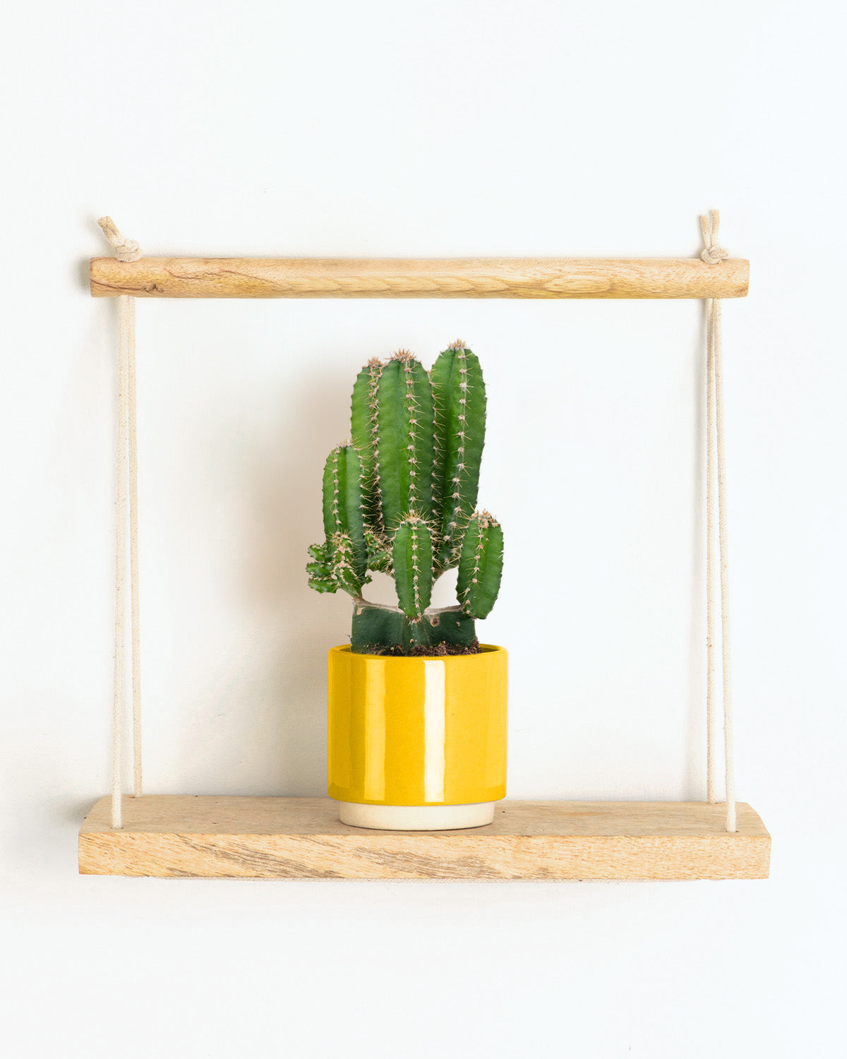 Cactus Plants From Florida Cactus – Gardening Solutions