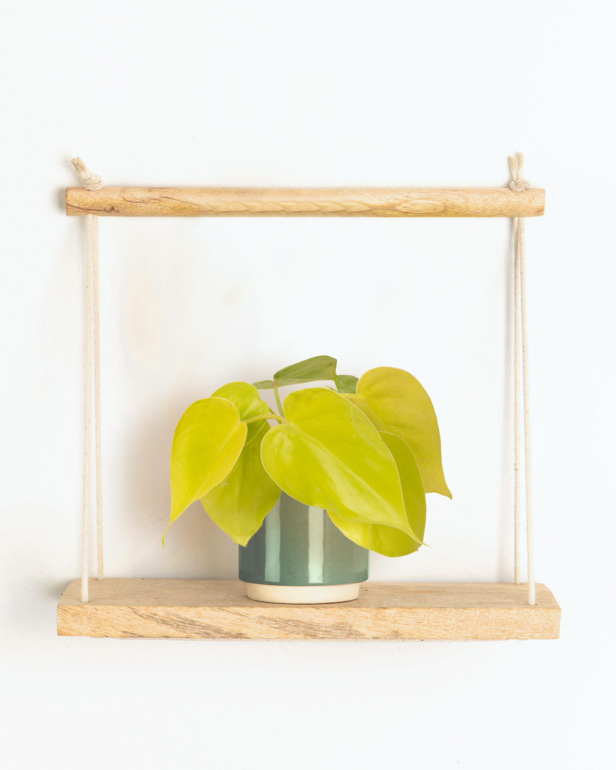 Lil' Neon Philly | Philodendron Neon | Prickle Plants UK