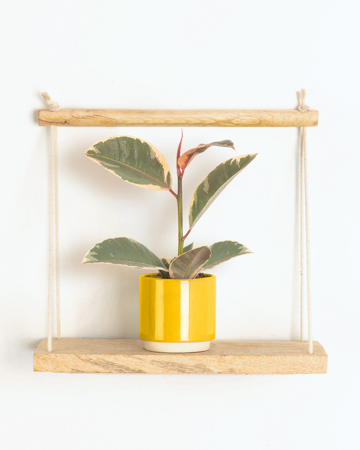 Lil' Rubber Fig | Ficus Tineke | Prickle Plants