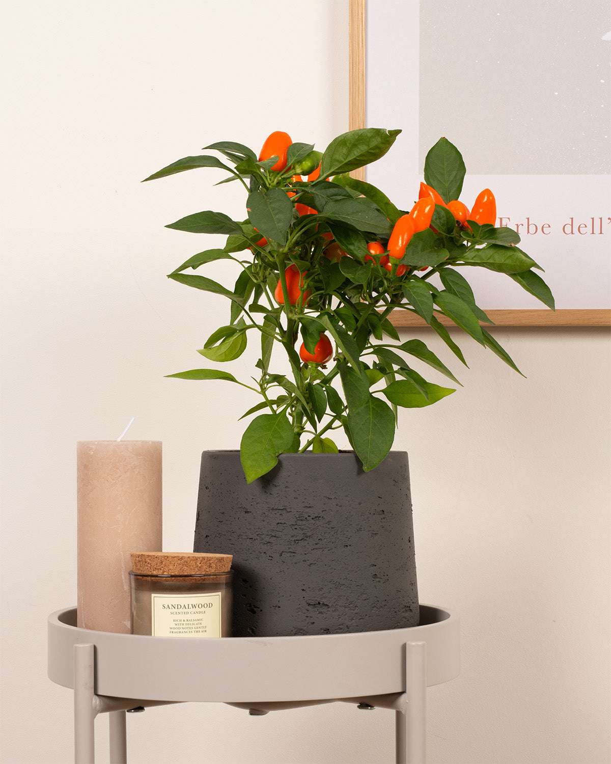 Orange Pepper Plant | Capsicum annuum | Prickle Plants