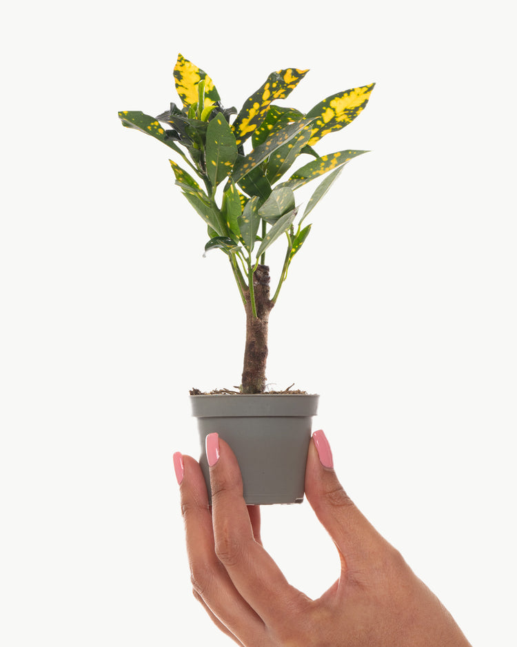 Lil Golden Dust Croton | Codiaeum Plant | Prickle Plants