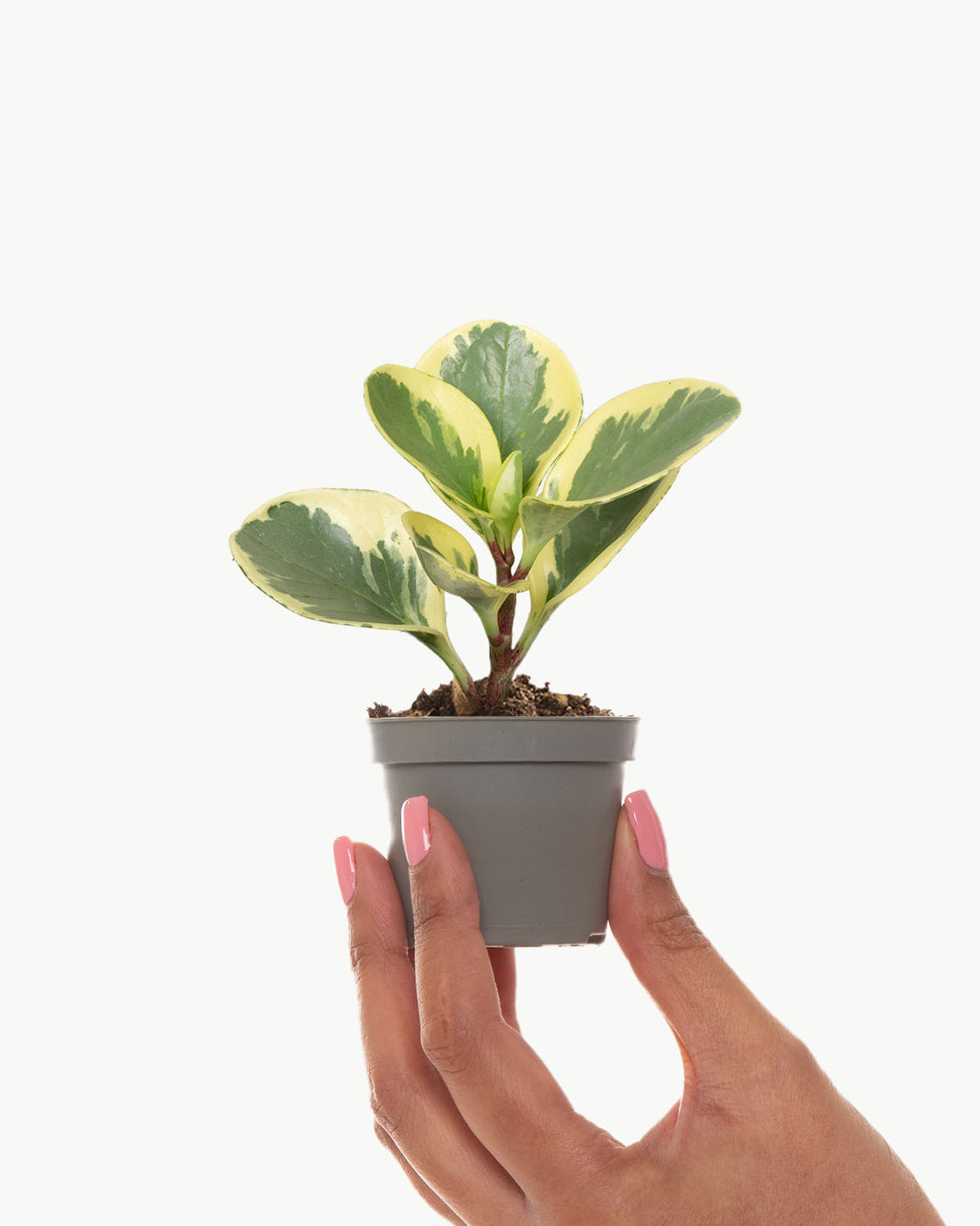 Lil' Pepper Face Peperomia obtusifolia USA | Prickle Plants