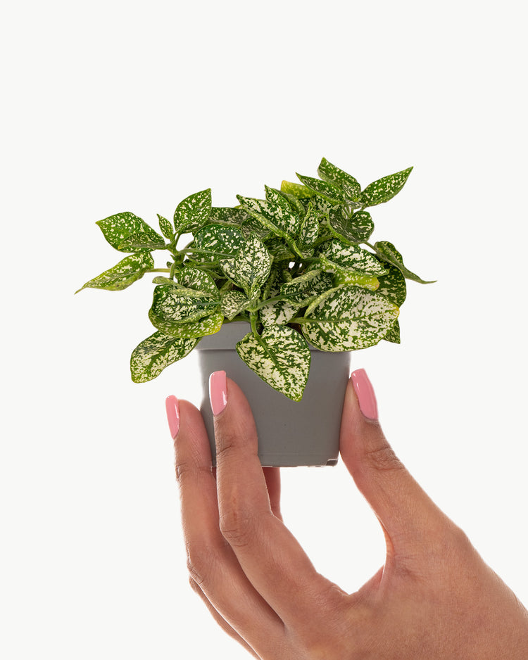 Lil Polka Dot Hypoestes Phyllostachya Prickle Plants