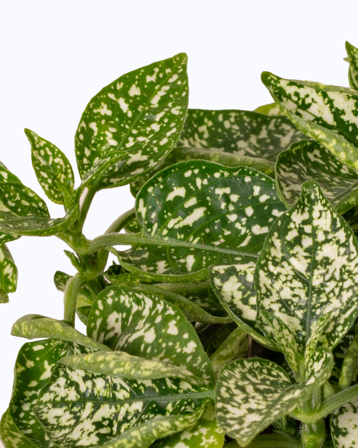 Lil Polka Dot Hypoestes Phyllostachya Prickle Plants