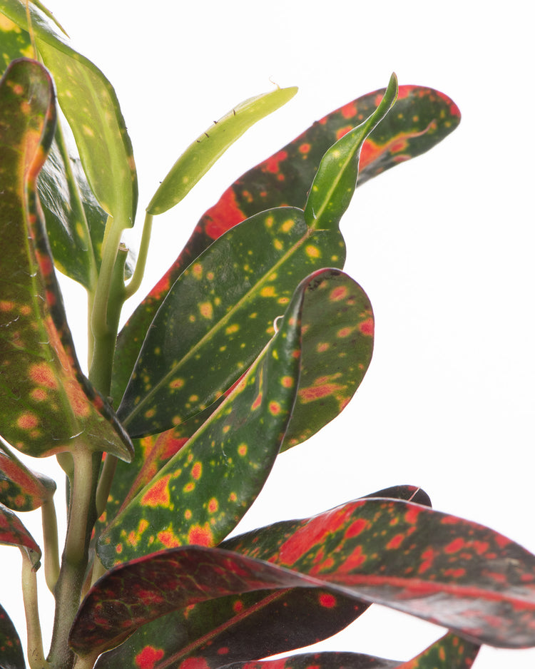 Lil Red Banana Croton | Codiaeum variegata | Prickle Plants