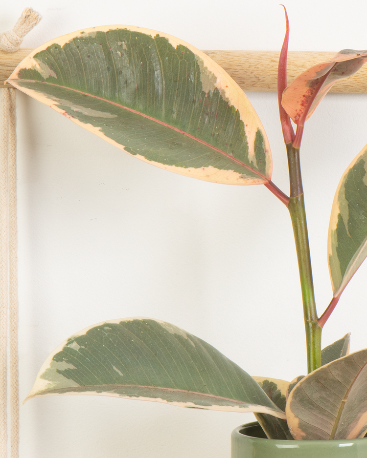 Lil' Rubber Fig | Ficus Tineke | Prickle Plants