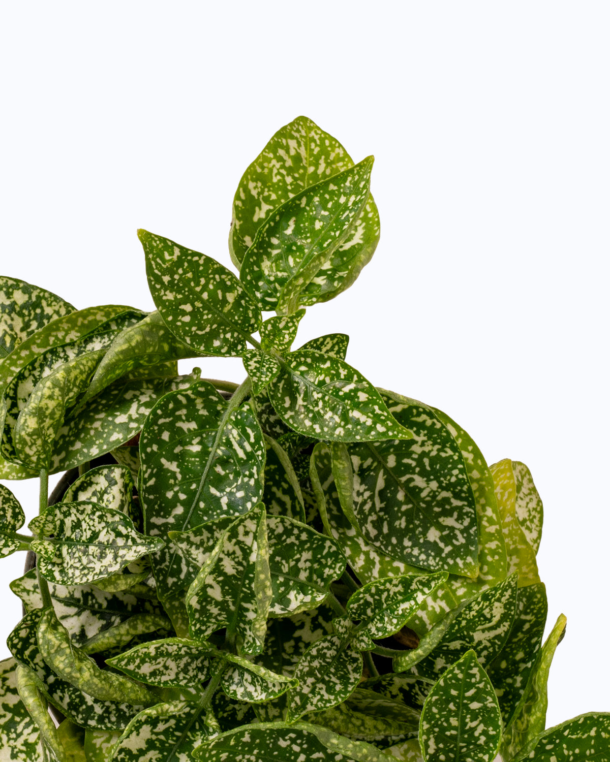Lil Polka Dot Hypoestes Phyllostachya Prickle Plants