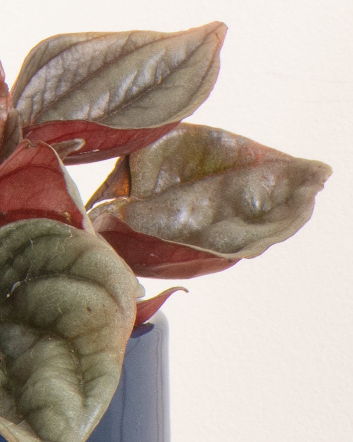 Lil' Emerald Ripple | Peperomia Caperata Brasilia | Prickle Plants