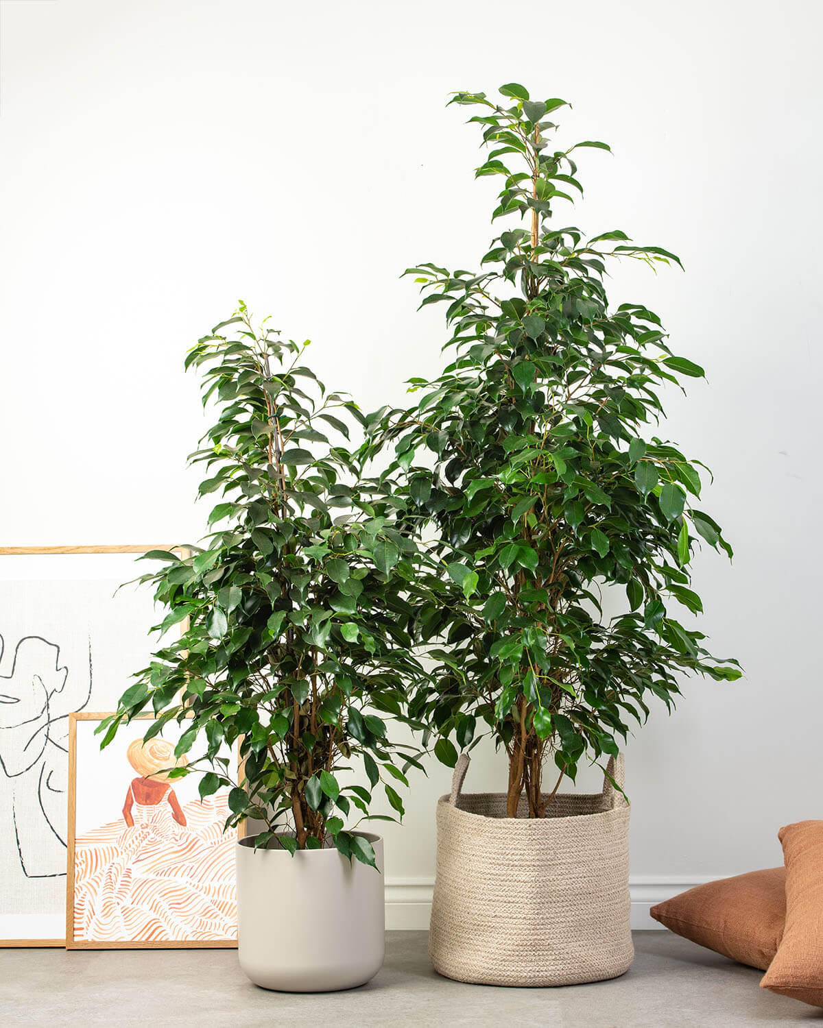 Weeping Fig | Ficus Danielle | Prickle Plants