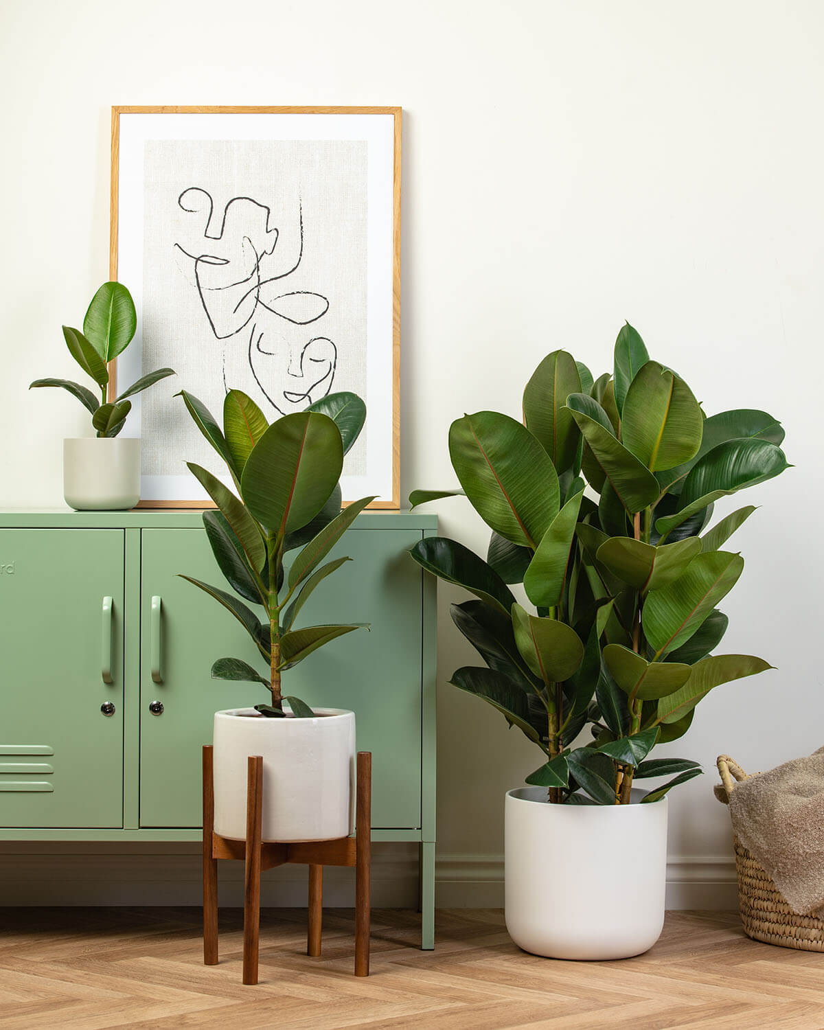 Robusta Rubber Plant | Ficus Robusta | Prickle Plants