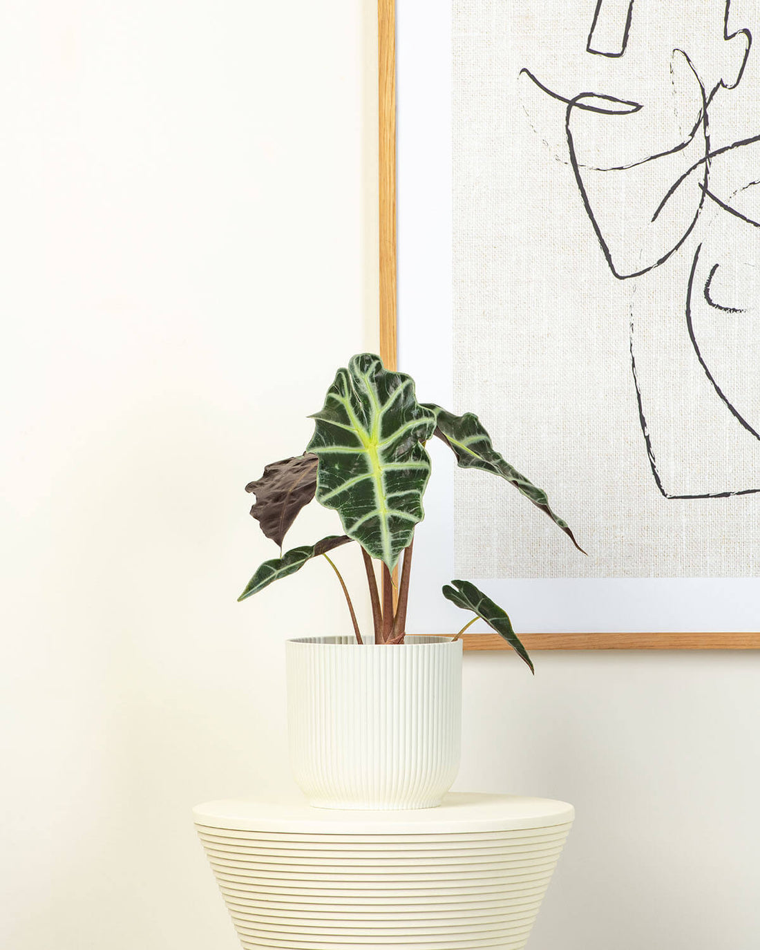 African Mask Plant | Alocasia Polly | Prickle Plants