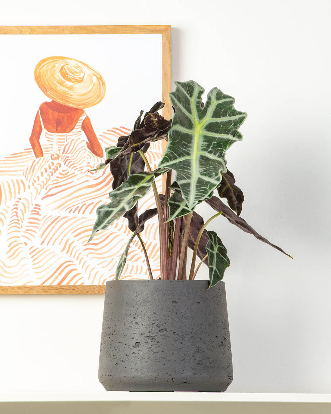 African Mask Plant | Alocasia Polly | Prickle Plants