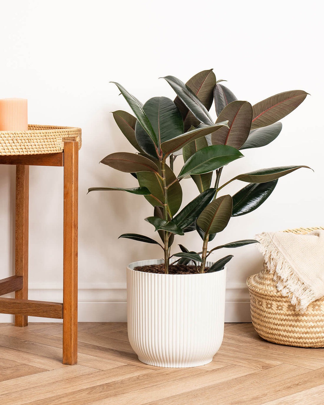 Abidjan Rubber Plant | Ficus Abidjan | Prickle Plants