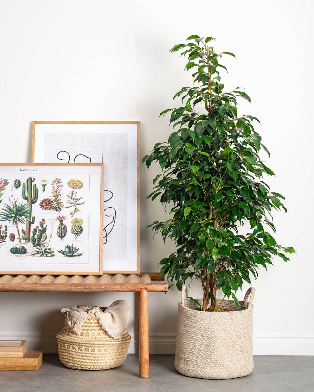 Weeping Fig | Ficus Danielle | Prickle Plants