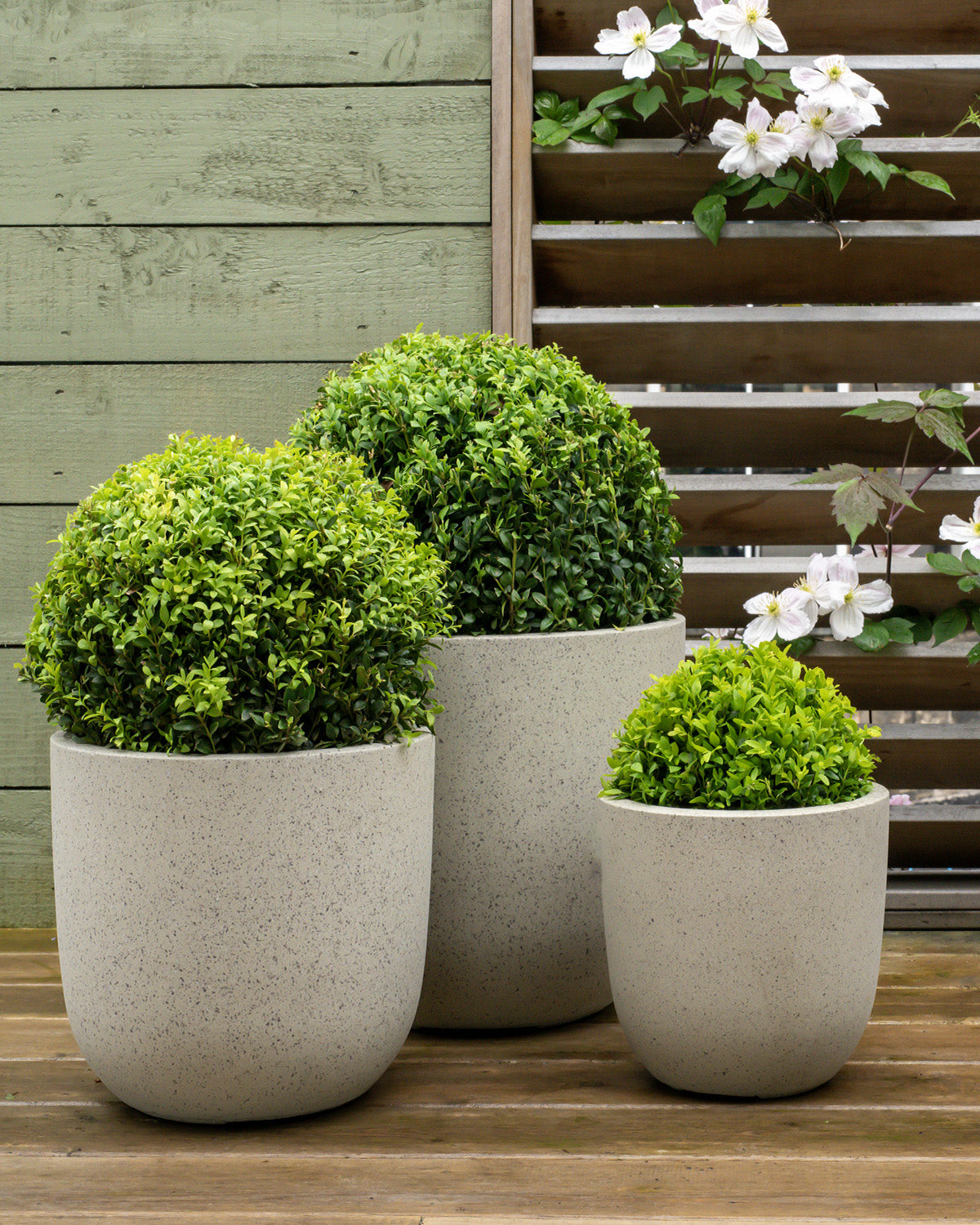 Buxus Topiary Ball | Outdoor Plants | Prickle Plants
