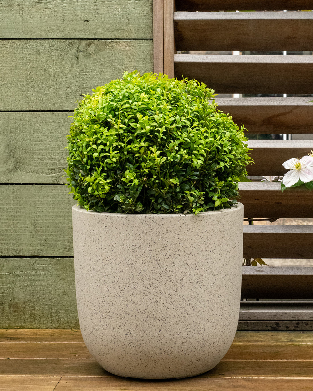 Buxus Topiary Ball | Outdoor Plants | Prickle Plants