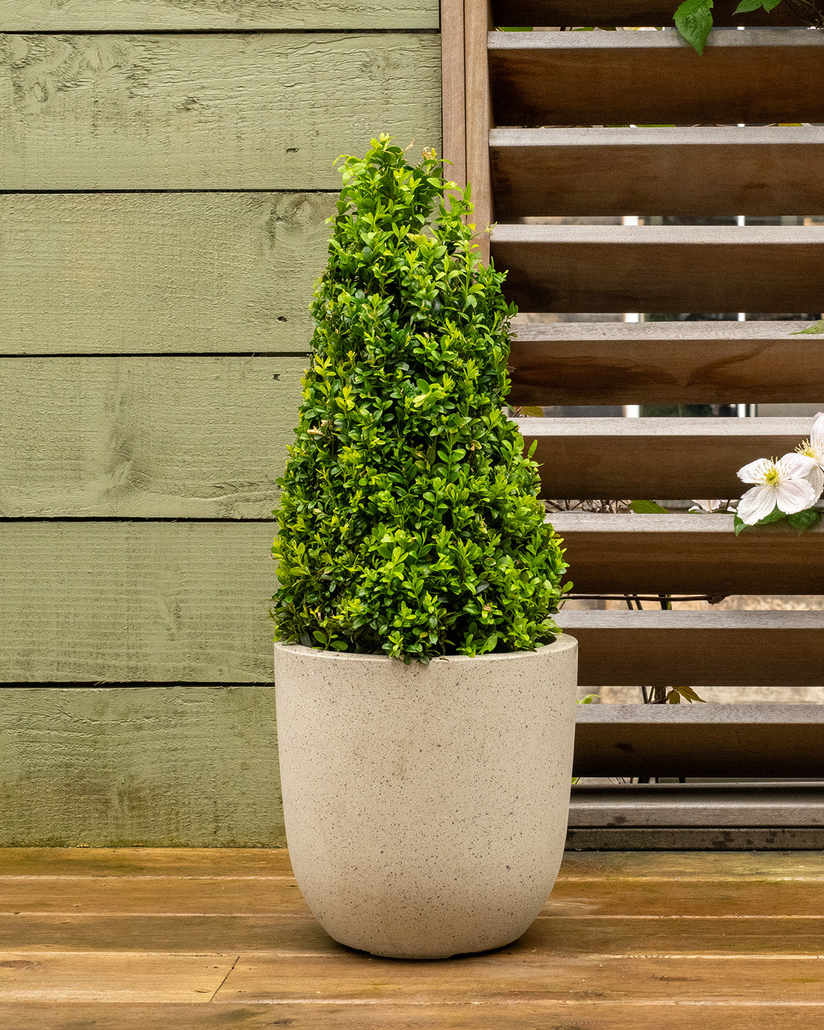 Buxus Topiary Pyramid | Outdoor Plants | Prickle Plants
