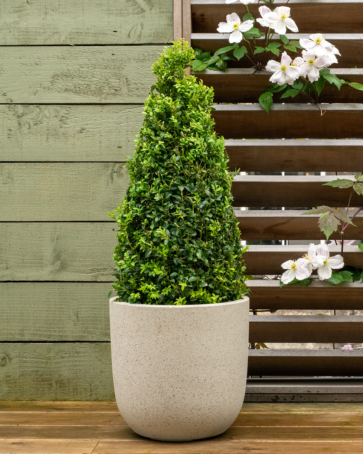 Buxus Topiary Pyramid | Outdoor Plants | Prickle Plants