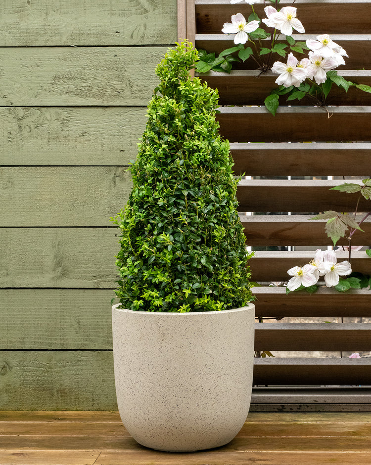 Buxus Topiary Pyramid | Outdoor Plants | Prickle Plants