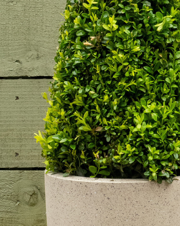Buxus Topiary Pyramid | Outdoor Plants | Prickle Plants
