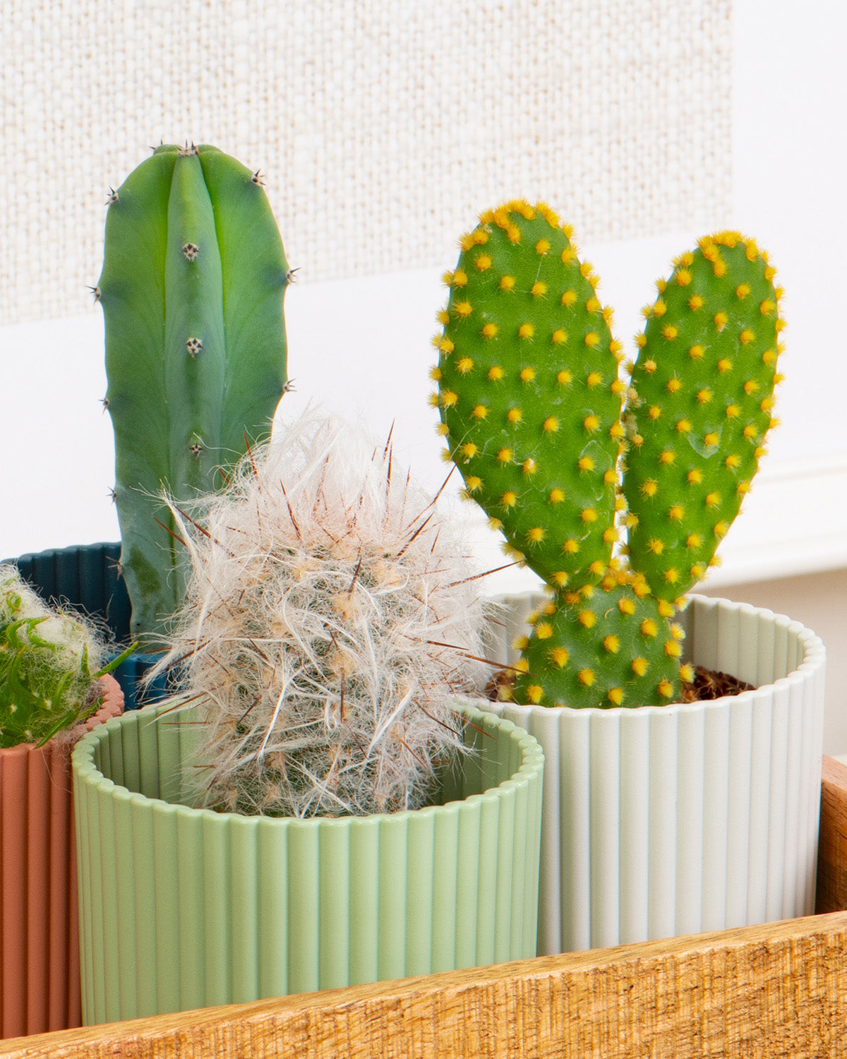 Cactus Mix | Set of 5 Unique Cacti | Prickle Plants