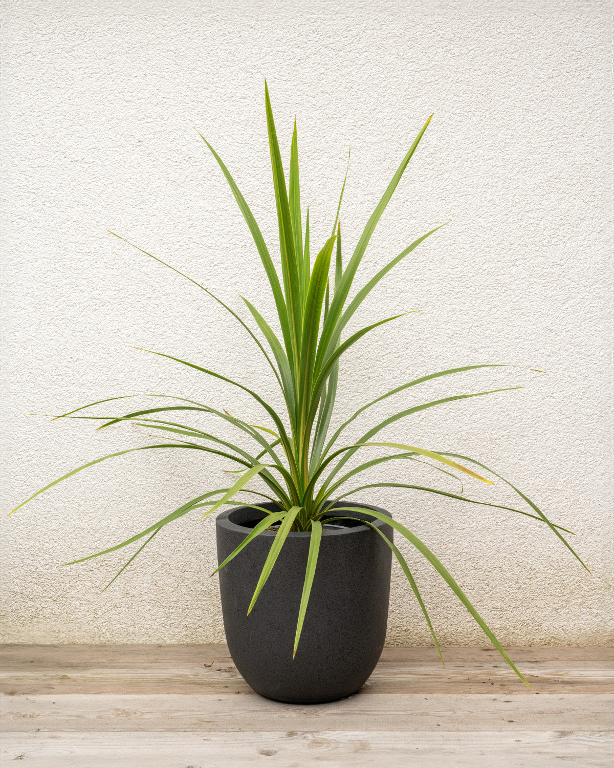 Green Cabbage Palm | Outdoor Plants | Prickle Plants