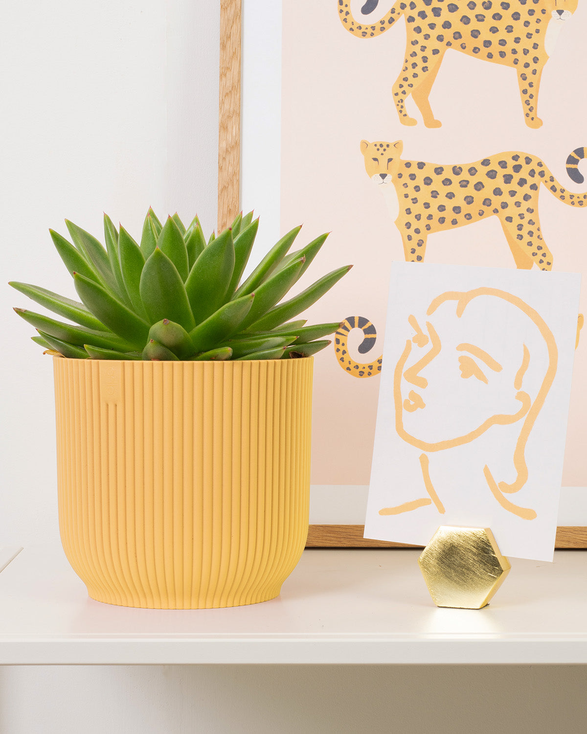 Echeveria Miranda Plant | Echeveria Miranda | Prickle Plants