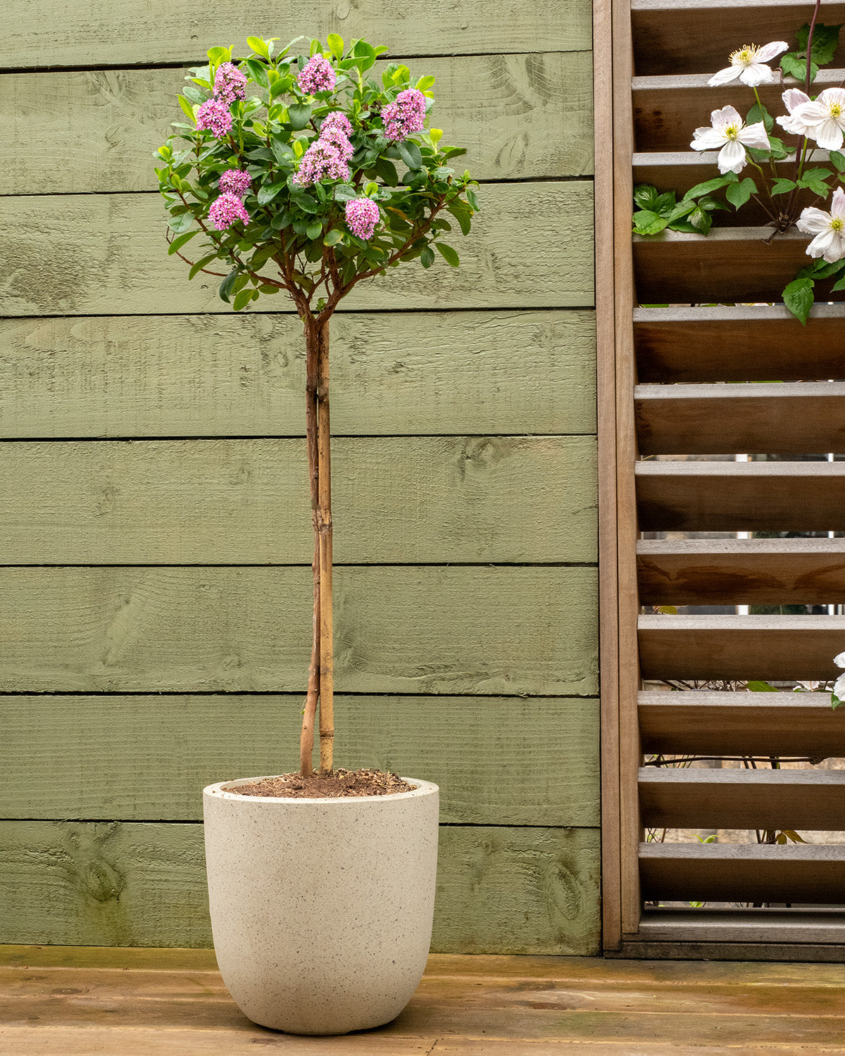 Pink Elle Patio Tree | Outdoor Plants | Prickle Plants