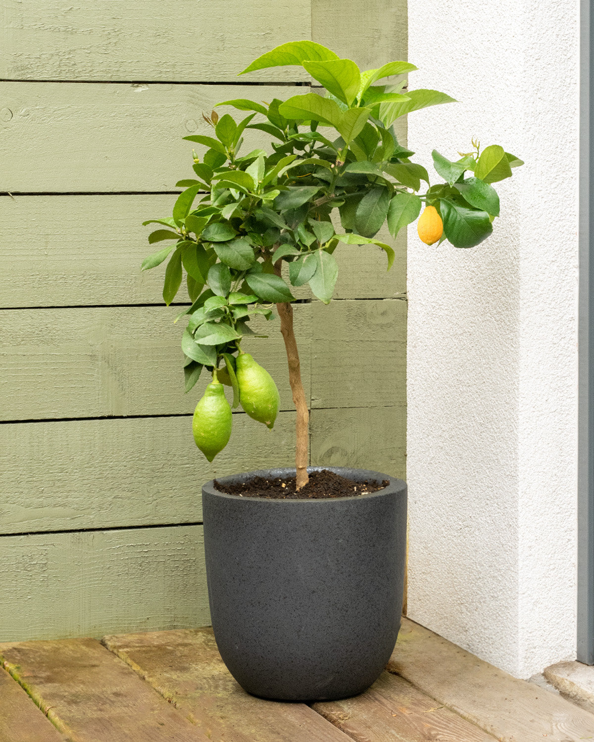 Outdoor Potted Citrus Trees 158 Lemon Trees Pots Stock Photos Free