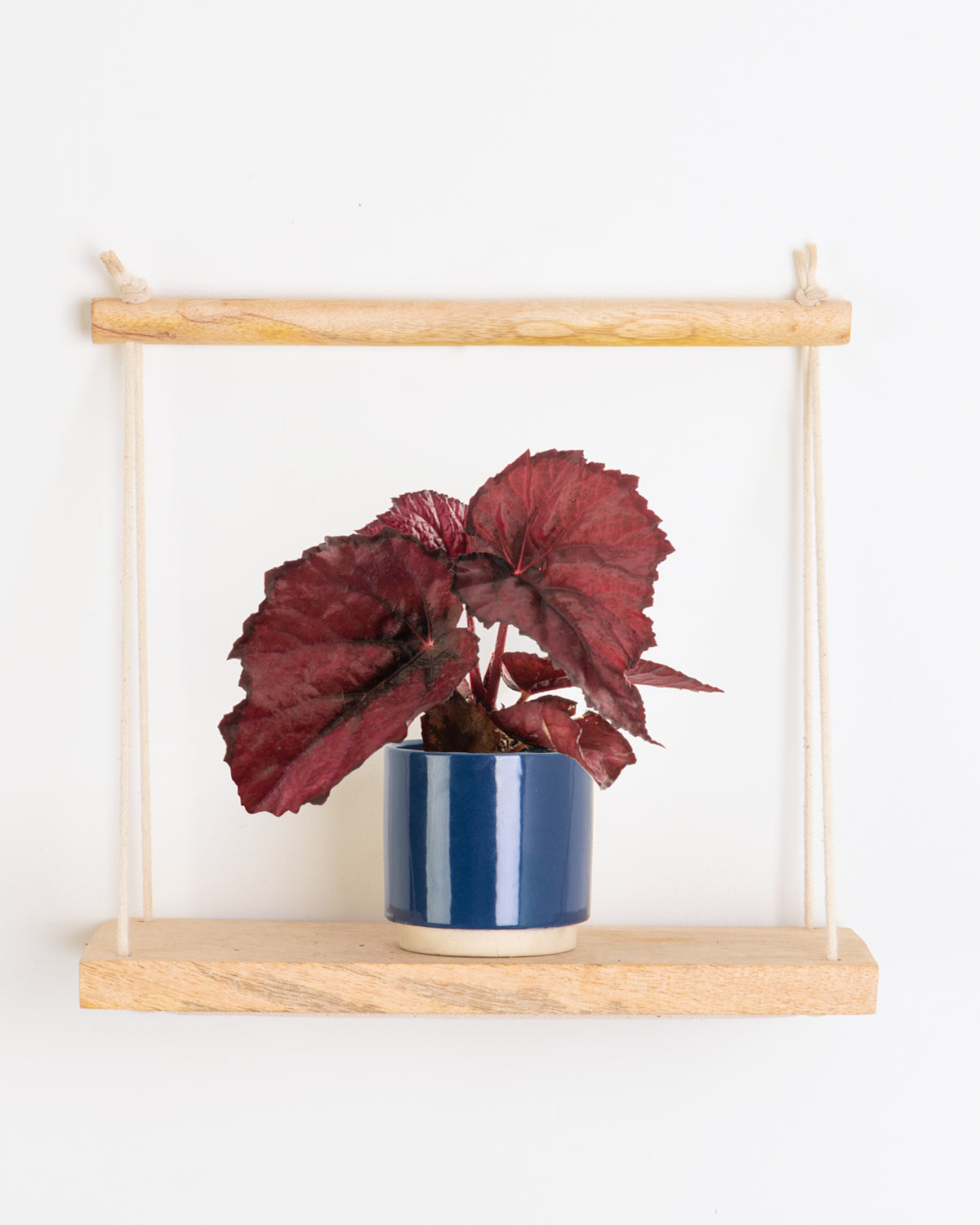 Lil' Begonia Red Heart | Baby Plant | Prickle Plants UK