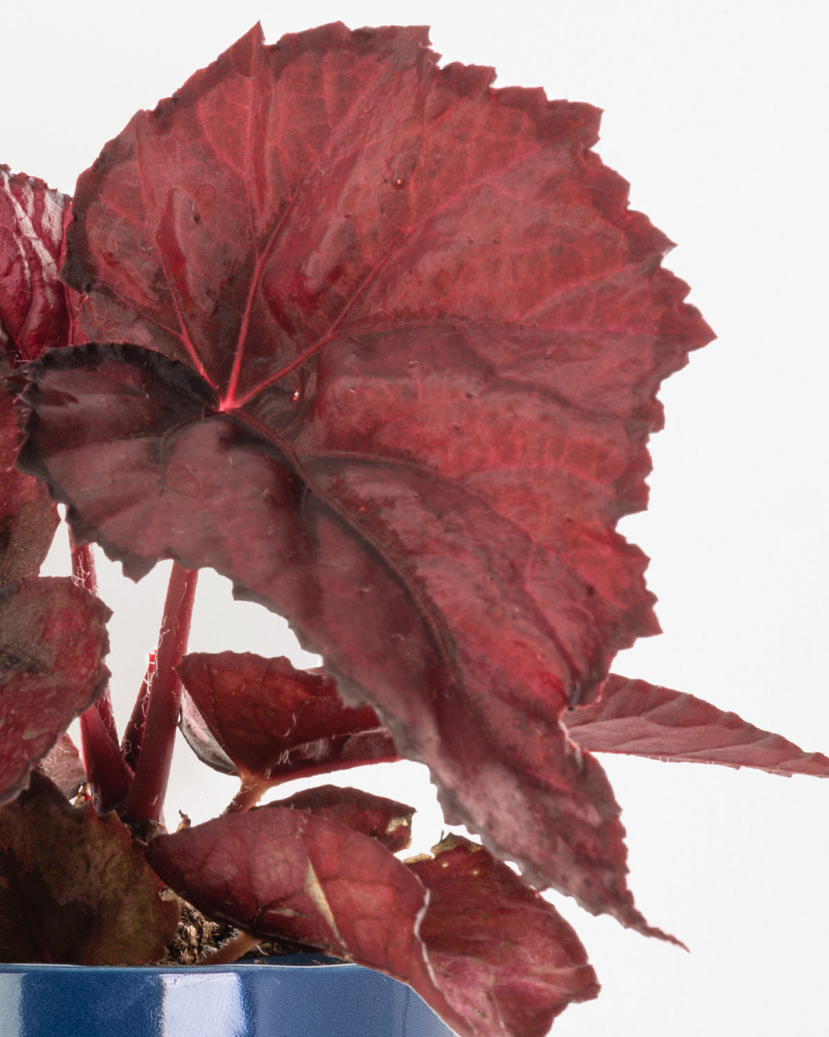 Lil' Begonia Red Heart | Baby Plant | Prickle Plants UK