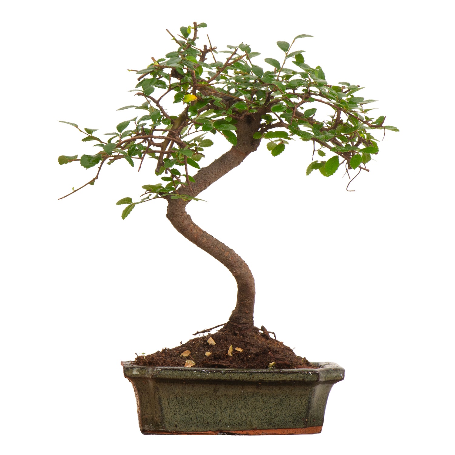 Oriental Tea Tree Bonsai | Bonsai carmona | Prickle Plants