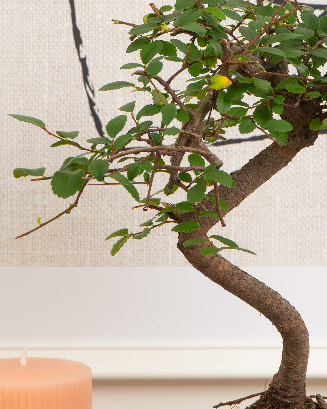 Oriental Tea Tree Bonsai | Bonsai carmona | Prickle Plants