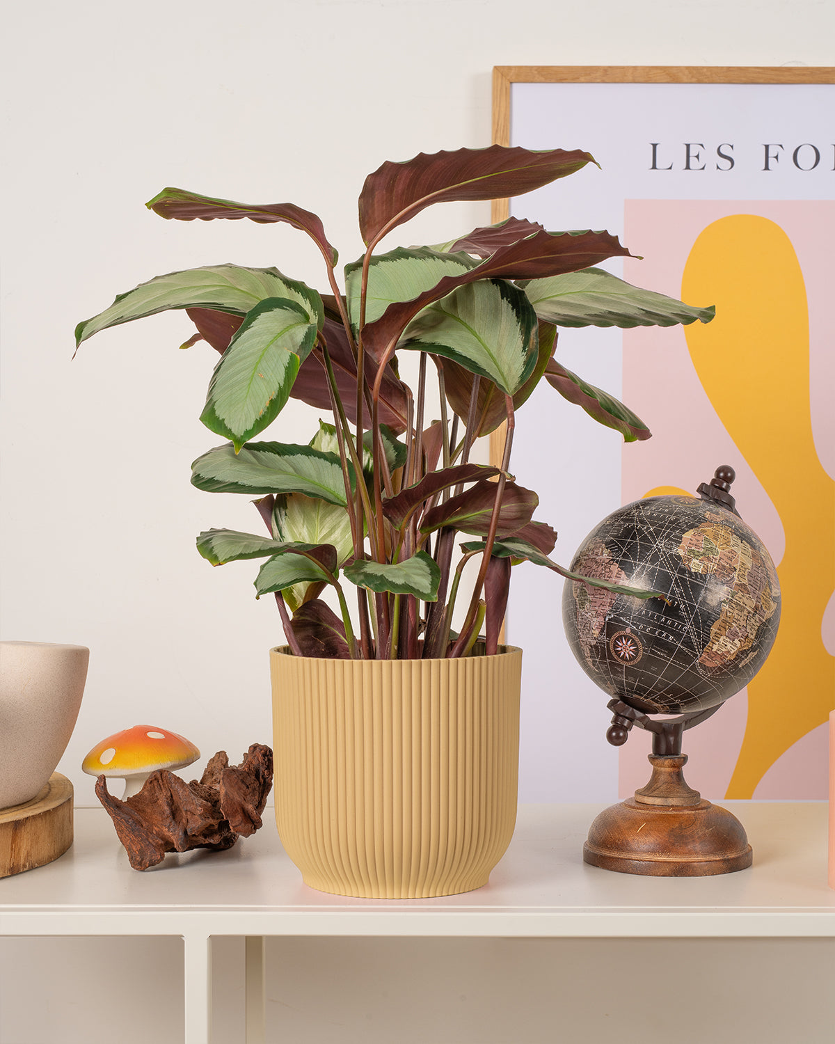 Picturata Prayer Plant | Calathea Picturata | Prickle Plants