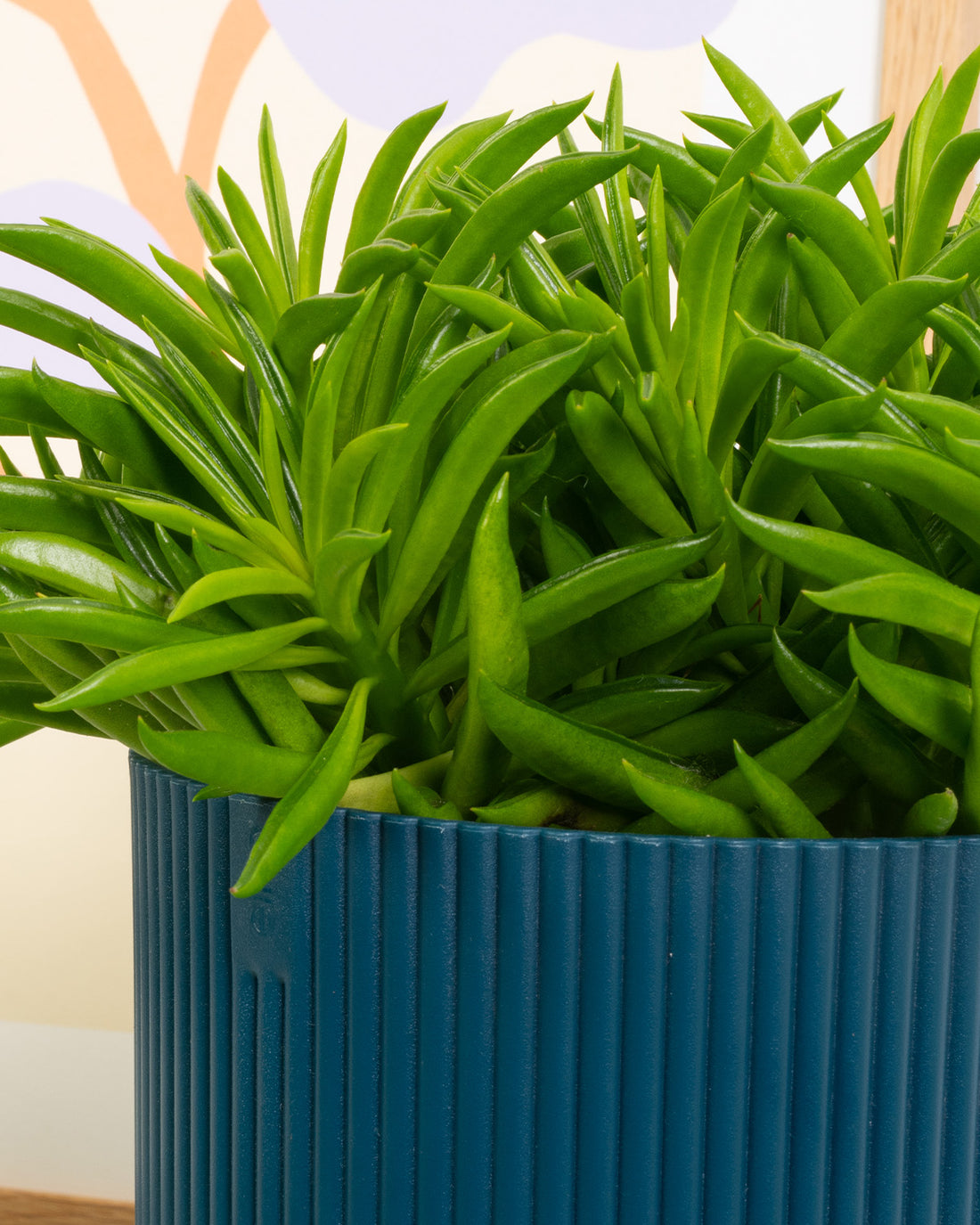 Happy Bean Plant | Peperomia ferreyrae | Prickle Plants