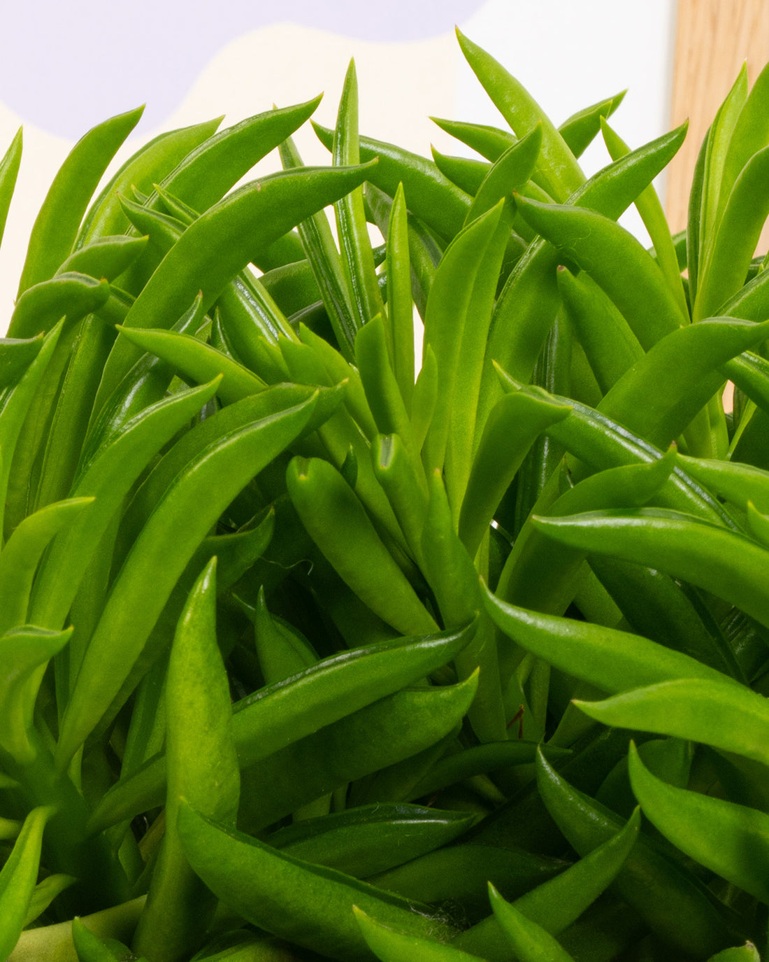 Happy Bean Plant | Peperomia ferreyrae | Prickle Plants