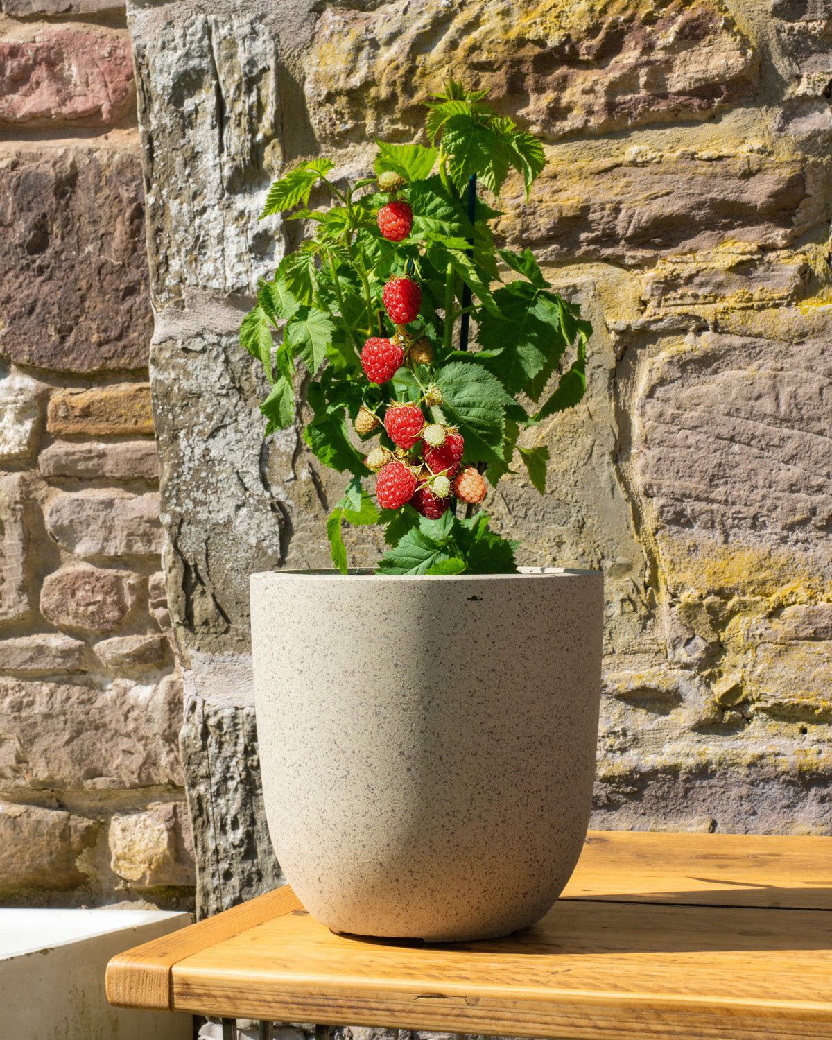 Raspberry Plant - Rubus Cascade Delight | Prickle Plants