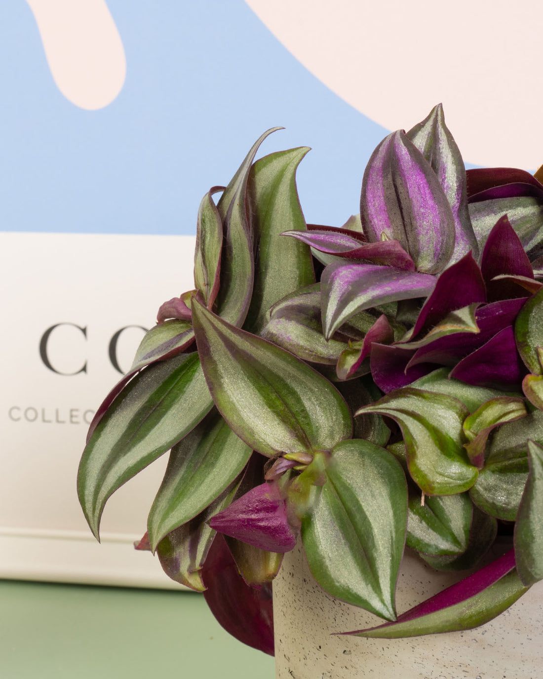 Silver Inch Plant | Tradescantia Zebrina | Prickle Plants